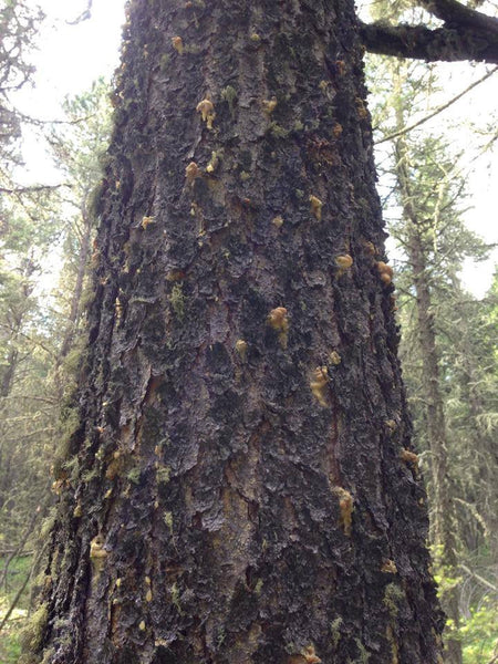 SPLAT Verb for Mountain Pine Beetle – ISCA Technologies